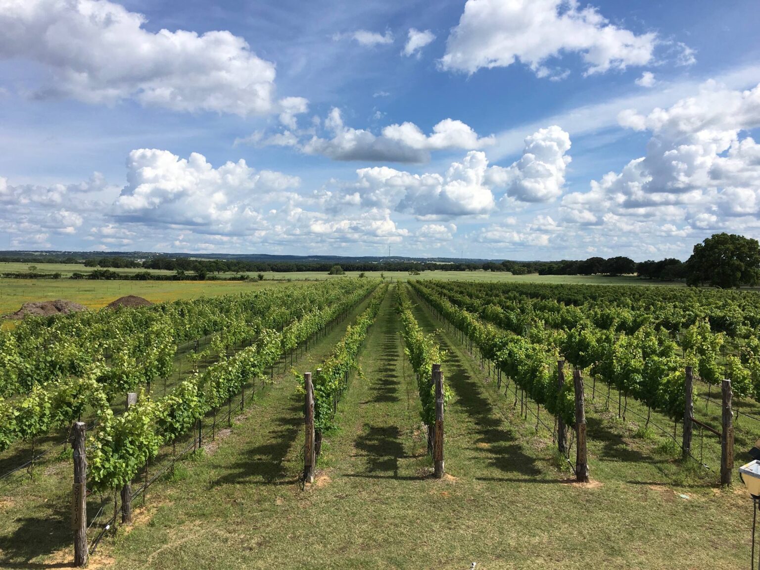 Rustic Spur Vineyards: From Vineyard To Gallery » Sommly